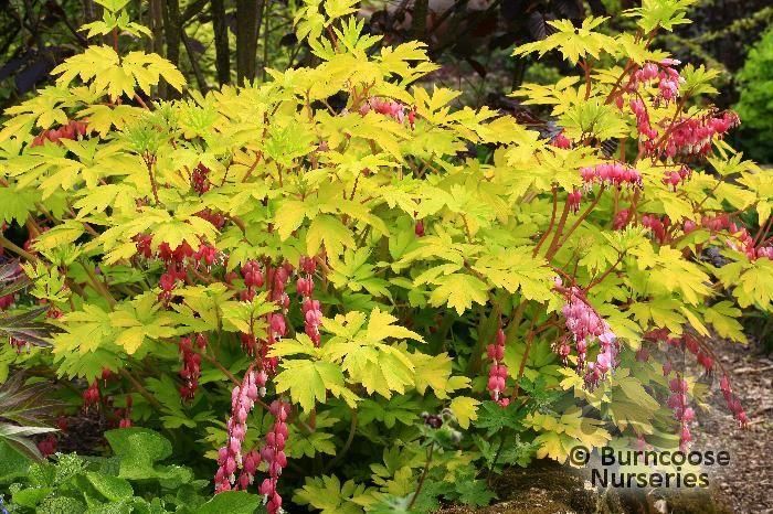 Dicentra from Burncoose Nurseries