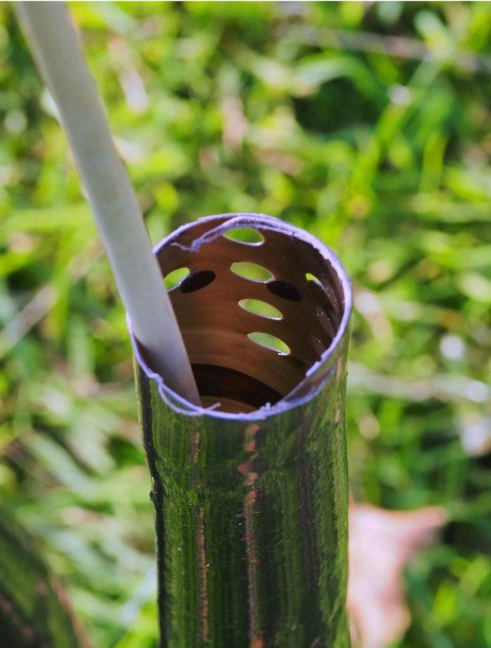 Vermin & Pest Control - Tree Guards - Burncoose Nurseries - plants by ...