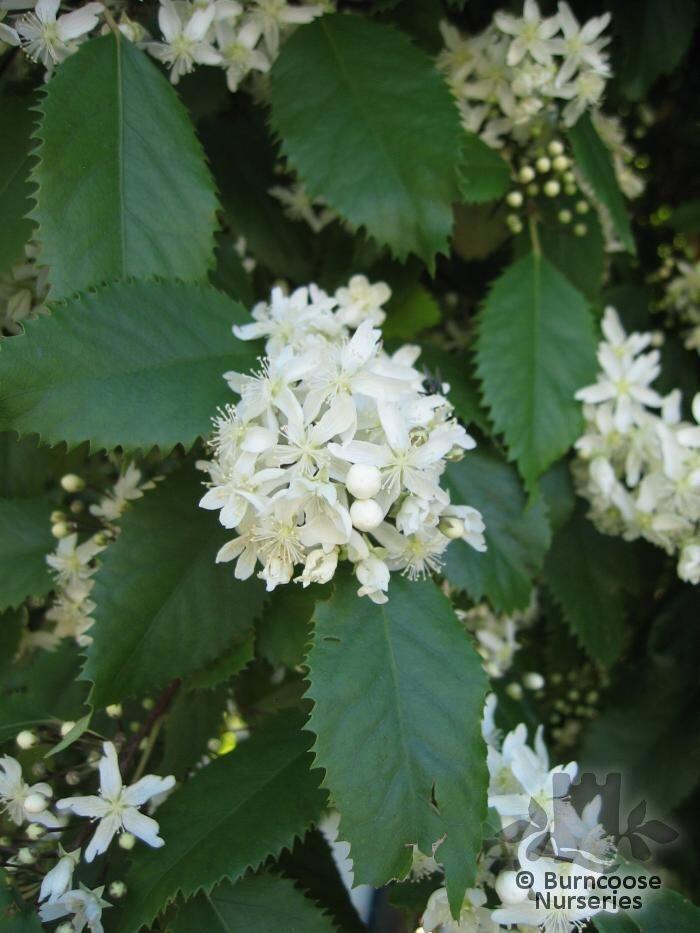 Hoheria from Burncoose Nurseries