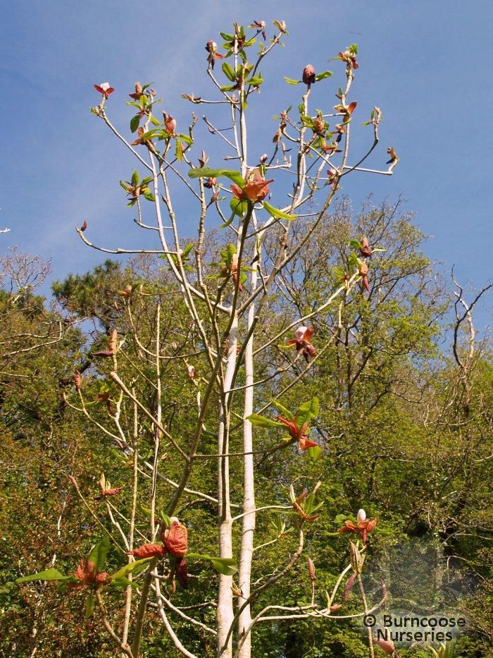 Magnolia Officinalis Var. Biloba from Burncoose Nurseries