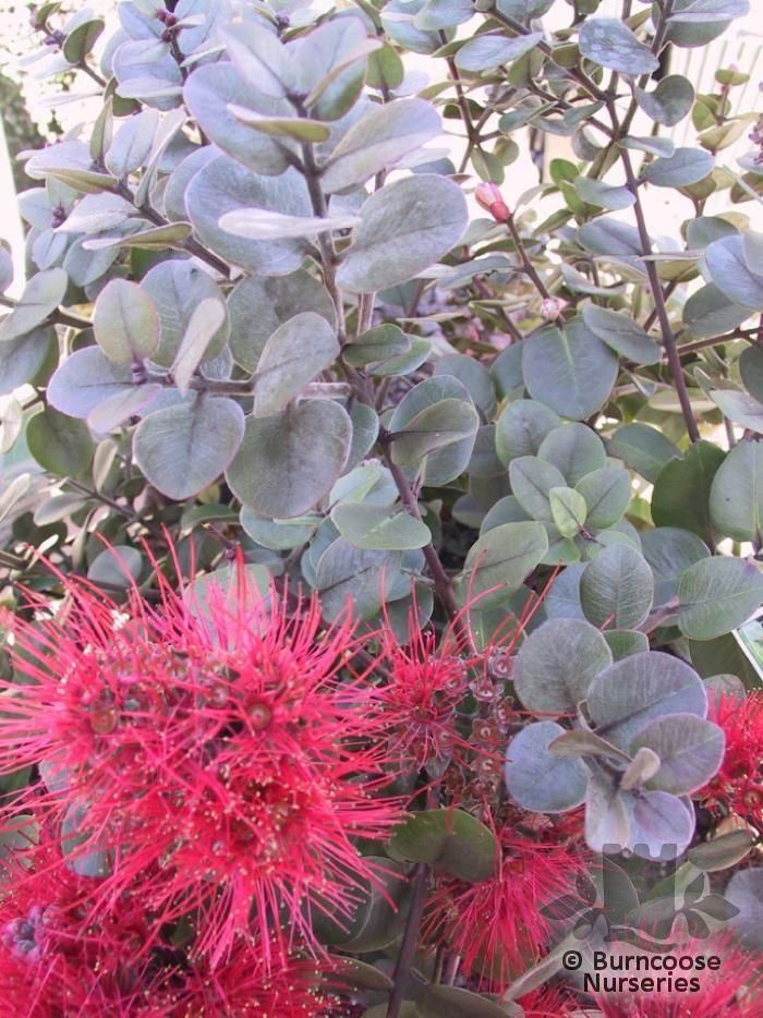 Metrosideros from Burncoose Nurseries