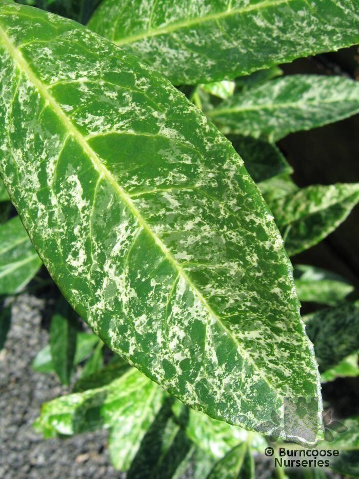 Prunus Laurocerasus 'Marbled White' from Burncoose Nurseries LAURELS