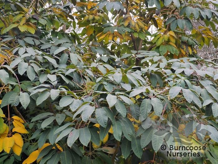 Schefflera from Burncoose Nurseries