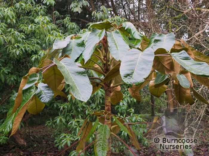 Schefflera Macrophylla from Burncoose Nurseries
