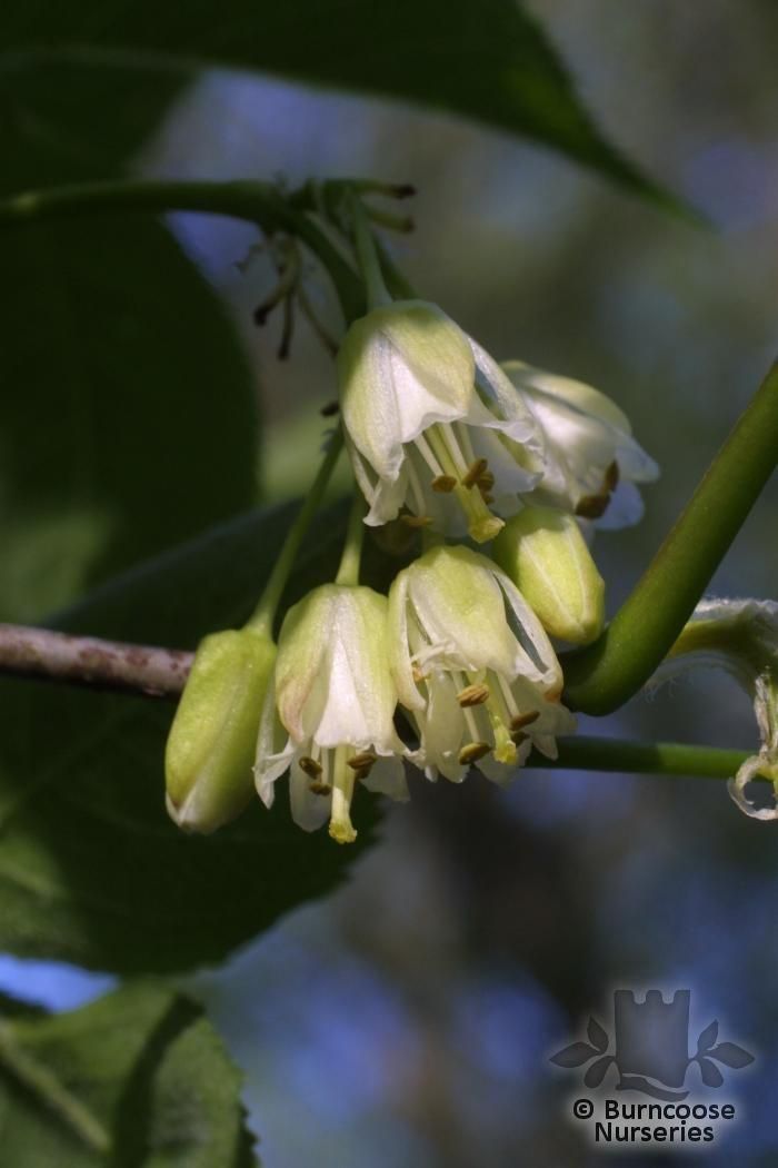 Staphylea from Burncoose Nurseries