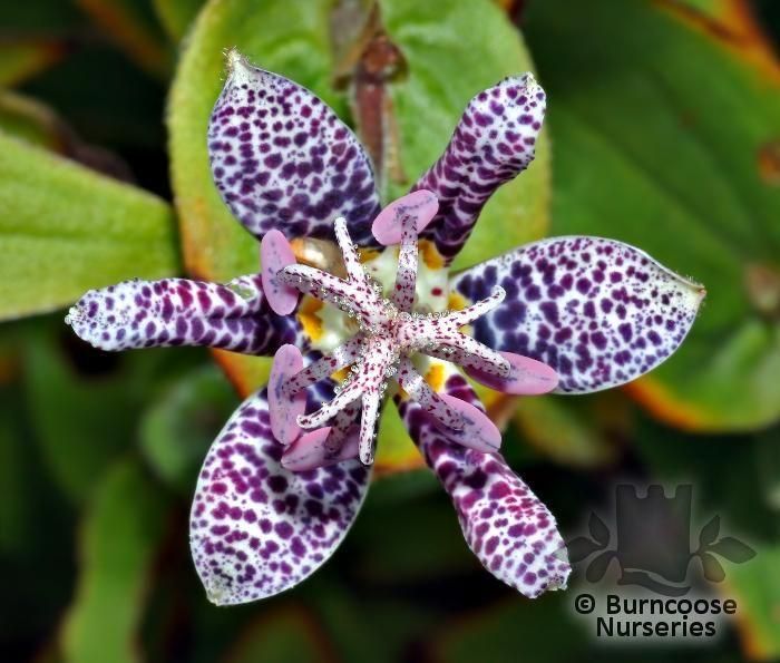 Tricyrtis from Burncoose Nurseries