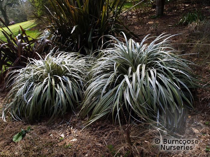 Astelia Chathamica 'Silver Spear' from Burncoose Nurseries