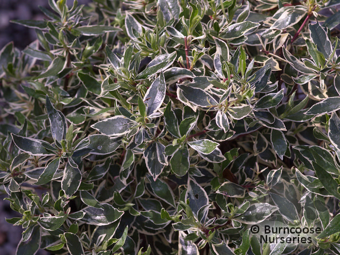 Abelia X Grandiflora 'Confetti' from Burncoose Nurseries