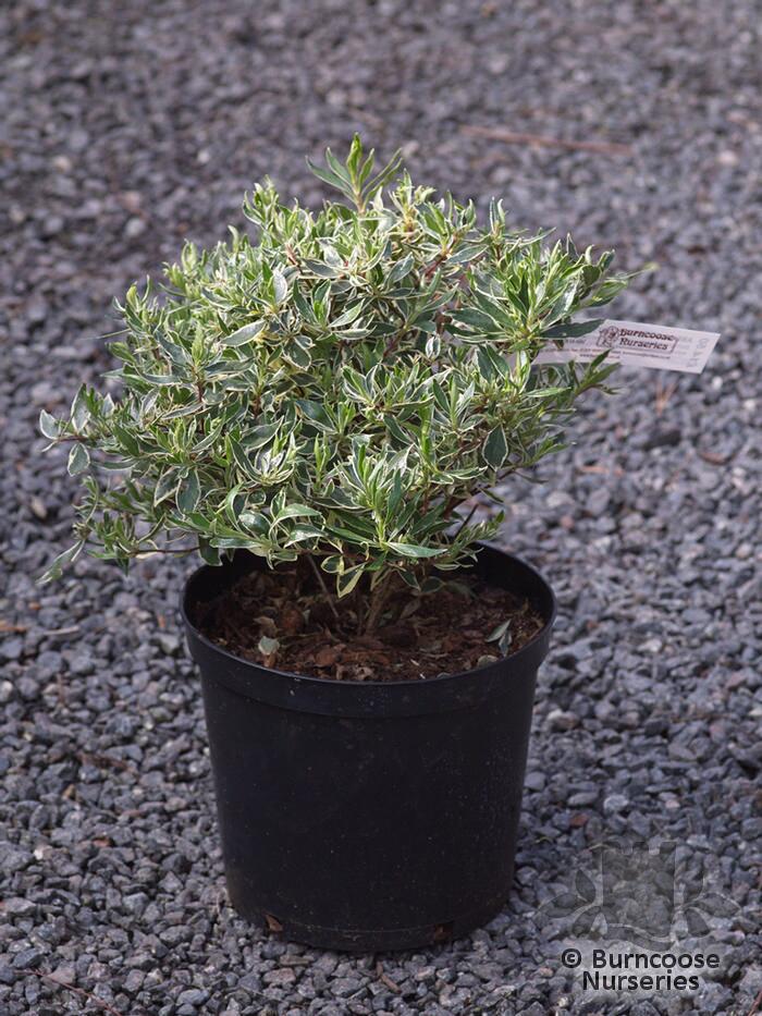 Abelia X Grandiflora 'Confetti' from Burncoose Nurseries