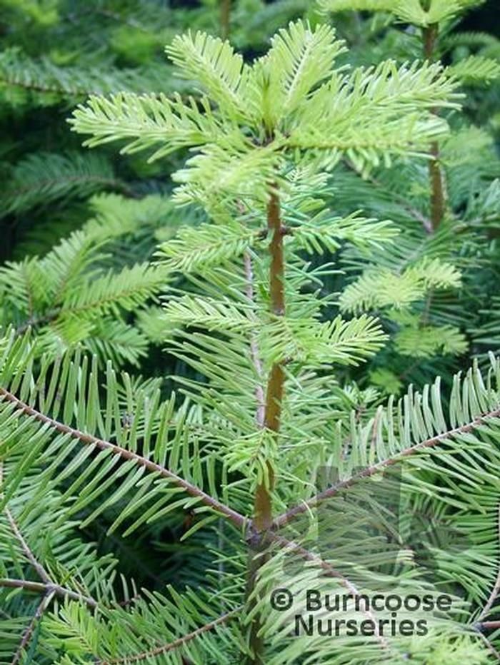 Abies from Burncoose Nurseries