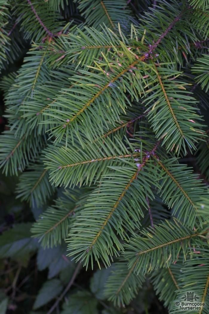 Abies Grandis from Burncoose Nurseries