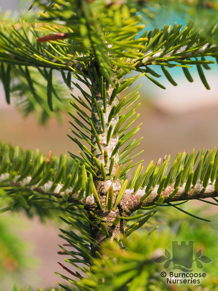 Abies from Burncoose Nurseries