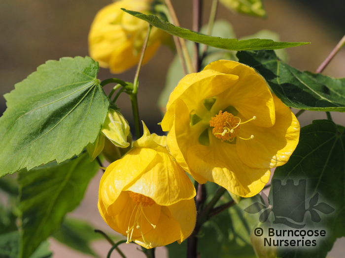 Abutilon 'John Thompson' from Burncoose Nurseries