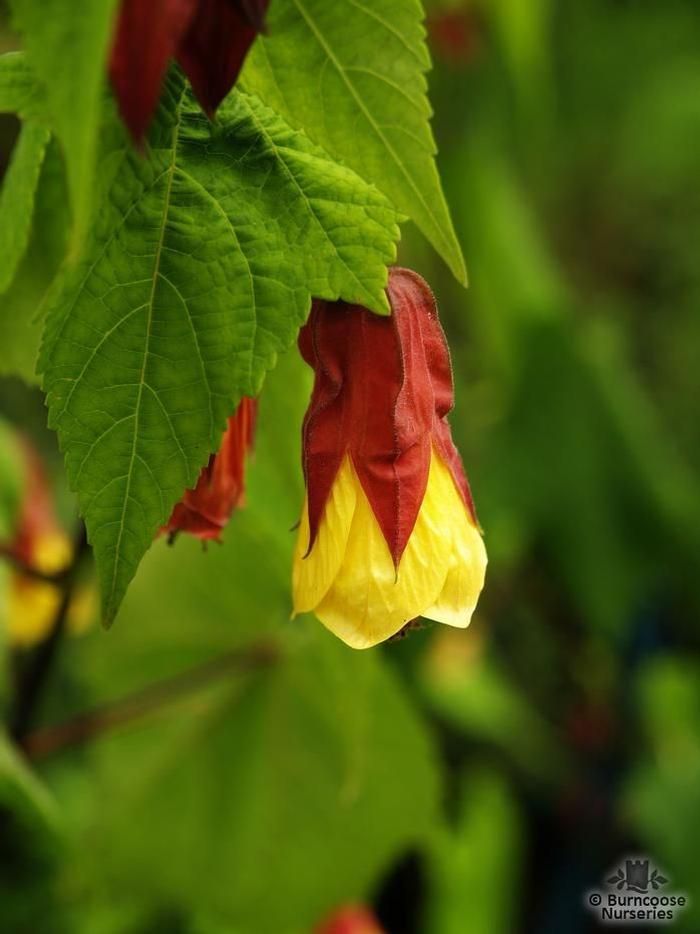 Abutilon 'Kentish Belle' from Burncoose Nurseries