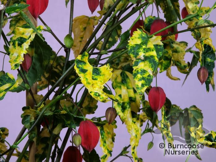 Abutilon from Burncoose Nurseries - Page 1