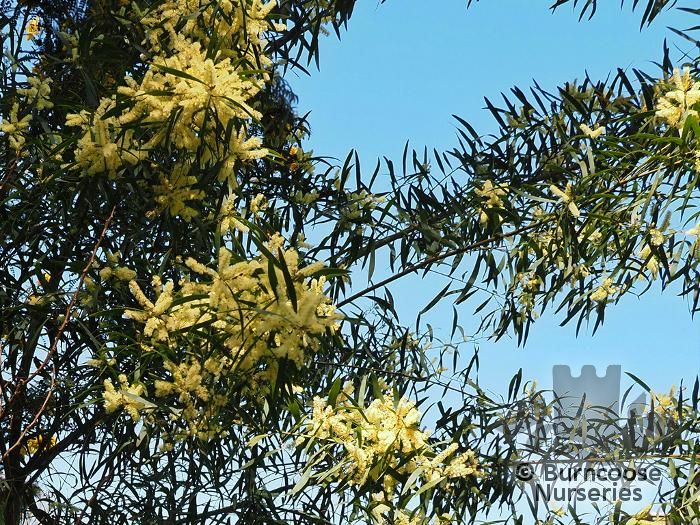 Acacia Longifolia from Burncoose Nurseries