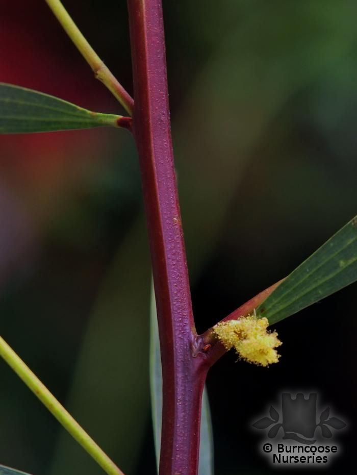 Acacia from Burncoose Nurseries