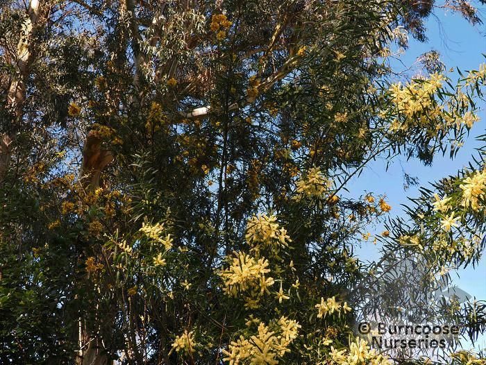 Acacia Longifolia from Burncoose Nurseries