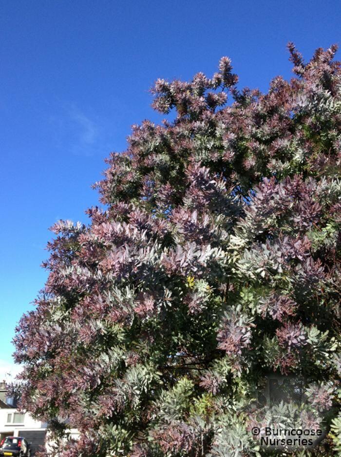 Acacia Baileyana 'Purpurea' from Burncoose Nurseries