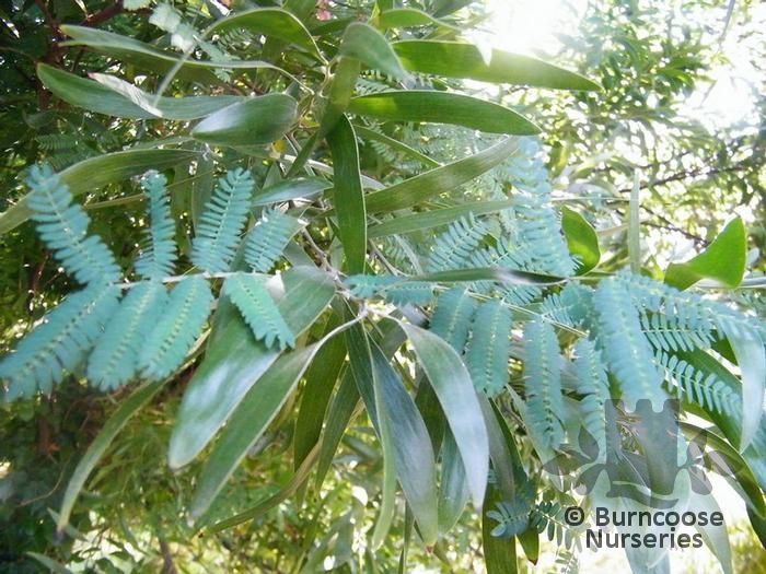 Acacia Melanoxylon from Burncoose Nurseries