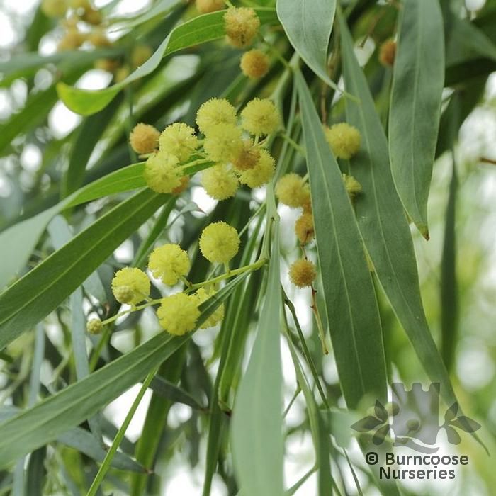 Acacia Retinodes from Burncoose Nurseries