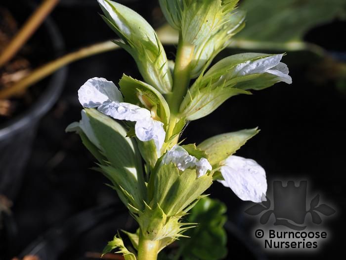 Acanthus Mollis 'Rue Ledan' from Burncoose Nurseries