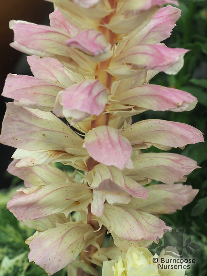 Acanthus 'Whitewater' from Burncoose Nurseries