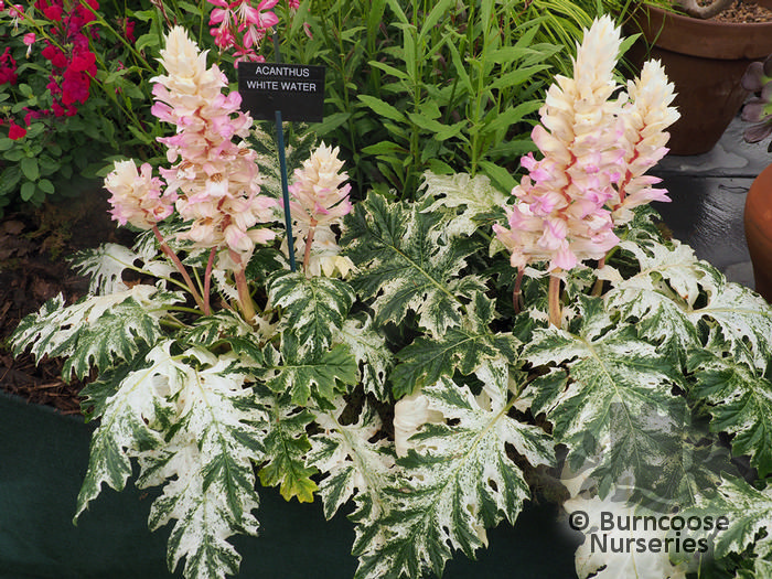 Acanthus 'Whitewater' from Burncoose Nurseries