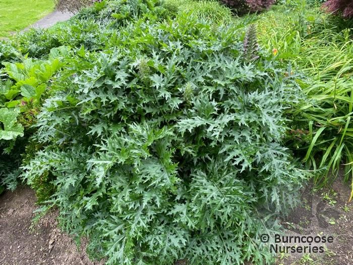 Acanthus Spinosus from Burncoose Nurseries