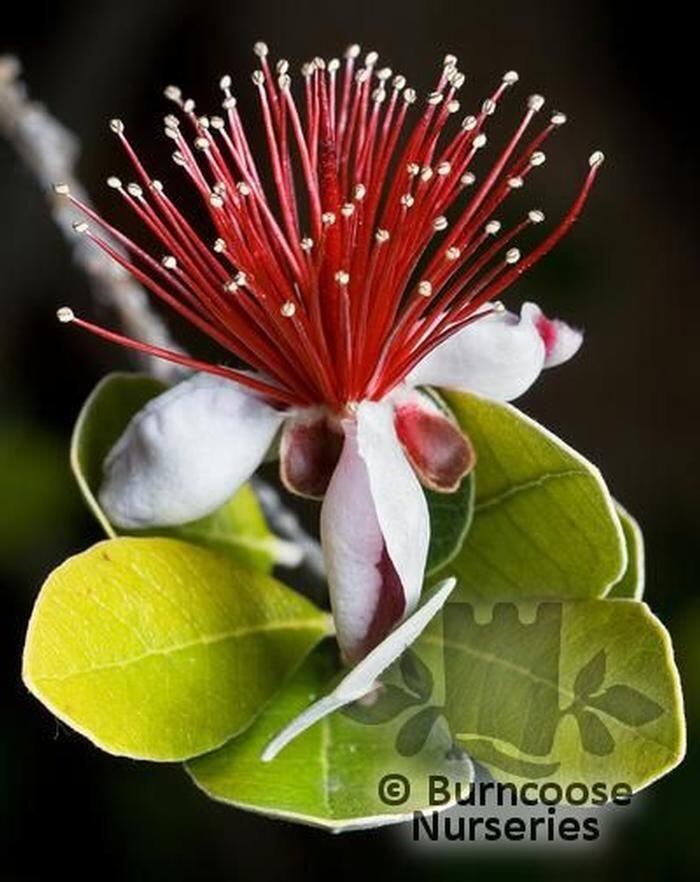 Acca from Burncoose Nurseries