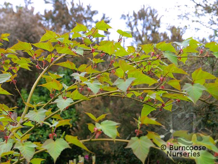 Acer Capillipes from Burncoose Nurseries