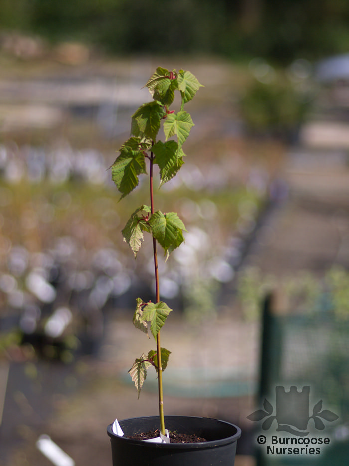 Acer Capillipes from Burncoose Nurseries