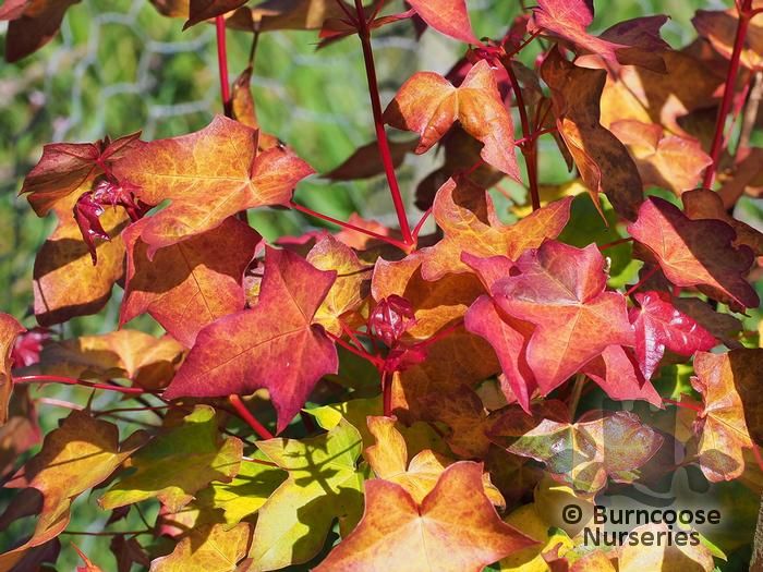 Acer Cappadocicum 'Aureum' from Burncoose Nurseries