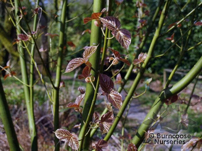 Acer Davidii from Burncoose Nurseries