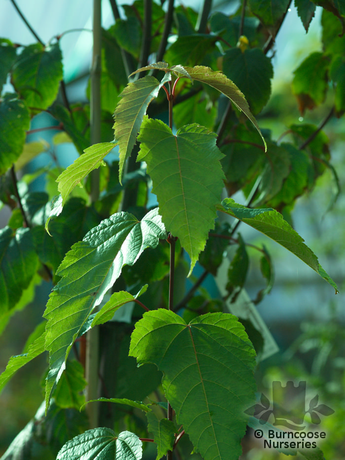 Acer Davidii 'George Forrest' from Burncoose Nurseries