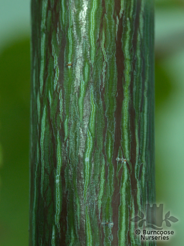 Acer Davidii 'George Forrest' from Burncoose Nurseries