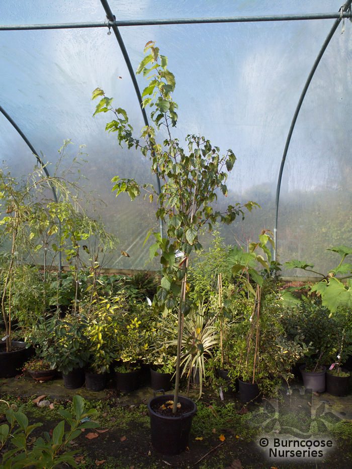 Acer Davidii 'George Forrest' from Burncoose Nurseries