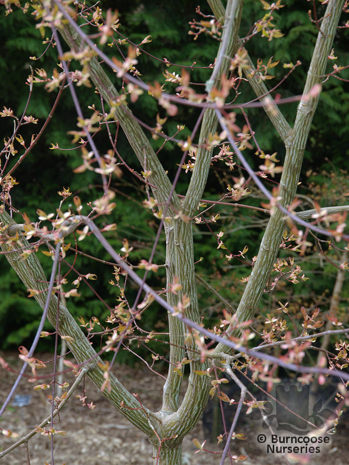 Acer Davidii 'Serpentine' from Burncoose Nurseries