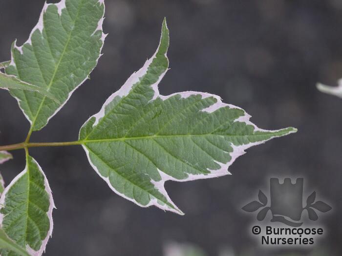 Acer Negundo 'Flamingo' from Burncoose Nurseries