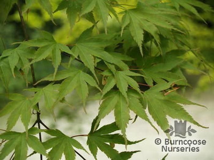 Acer Palmatum from Burncoose Nurseries - Page 1