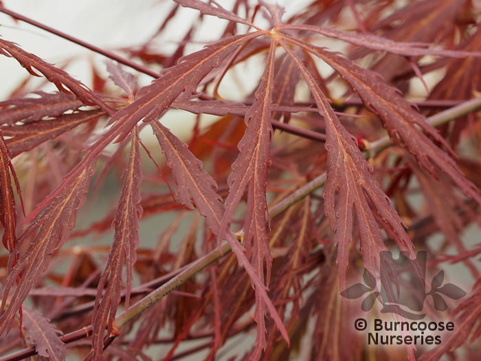 Acer Palmatum Dissectum 'Tamukeyama' from Burncoose Nurseries