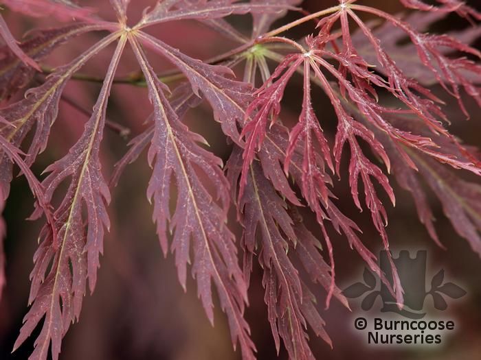 Acer from Burncoose Nurseries - Page 2