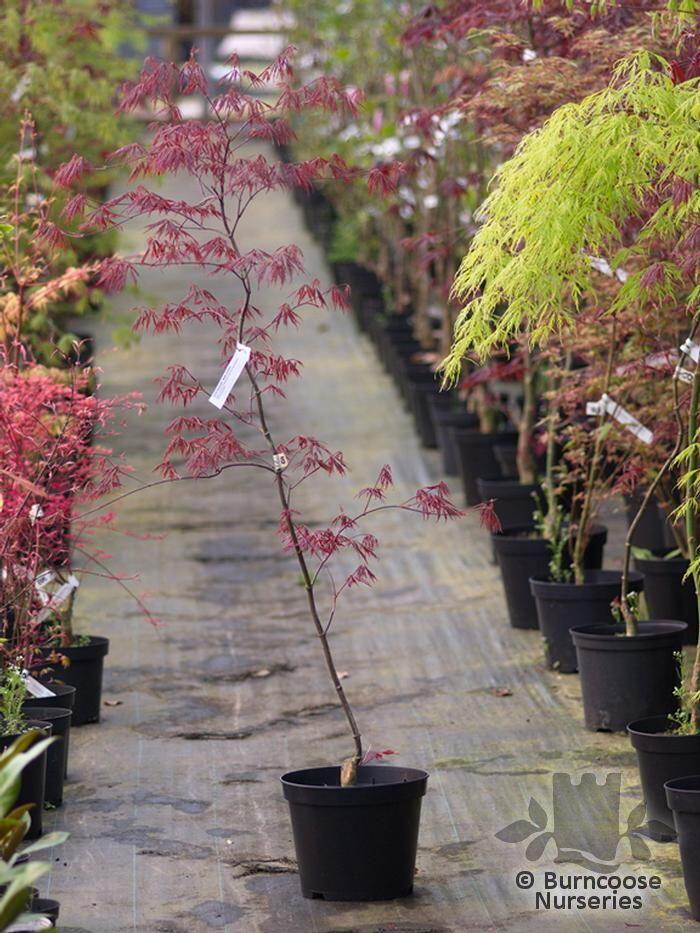 Acer Palmatum Dissectum 'Inaba-Shidare' from Burncoose Nurseries