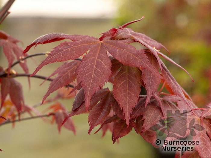 Acer Palmatum 'Okagami' from Burncoose Nurseries