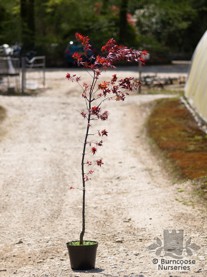 Acer Palmatum 'Okagami' from Burncoose Nurseries