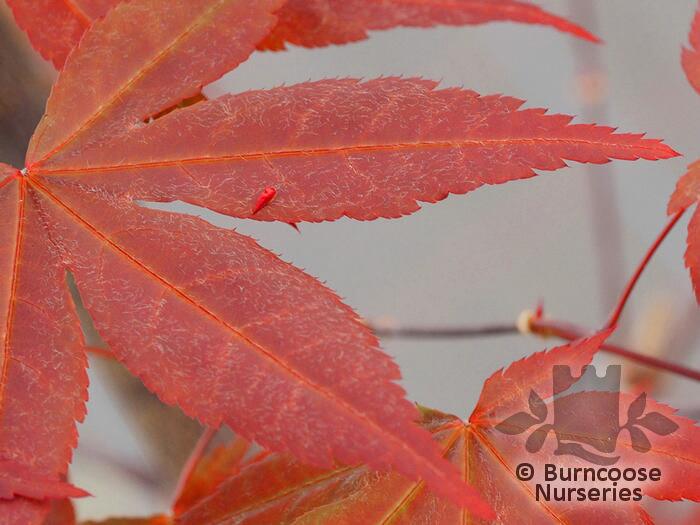 Acer Palmatum 'Red Emperor' from Burncoose Nurseries
