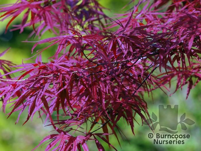 Acer Palmatum 'Red Pygmy' from Burncoose Nurseries