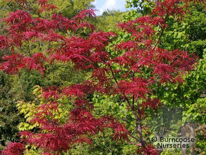 Acer Palmatum 'Red Pygmy' from Burncoose Nurseries