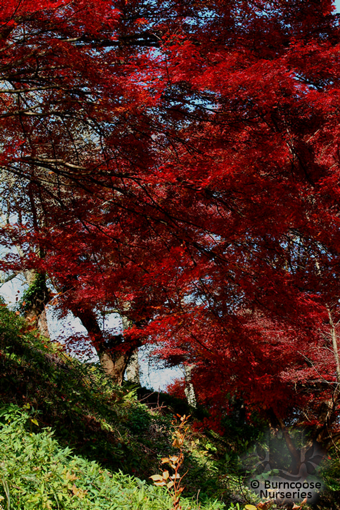 Acer Palmatum 'Red Pygmy' from Burncoose Nurseries
