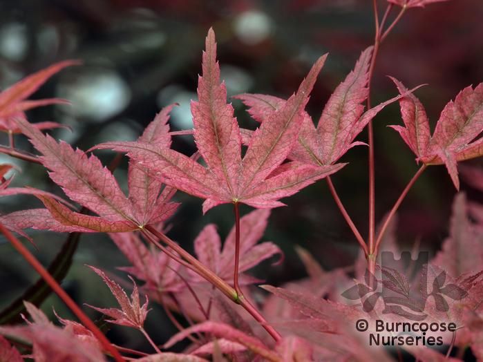 Acer Palmatum 'Shindeshojo' from Burncoose Nurseries